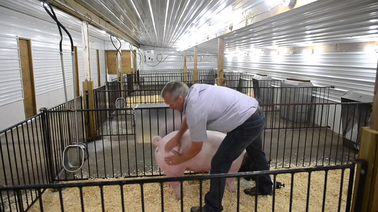 How to Enhance White Show Pigs - YouTube