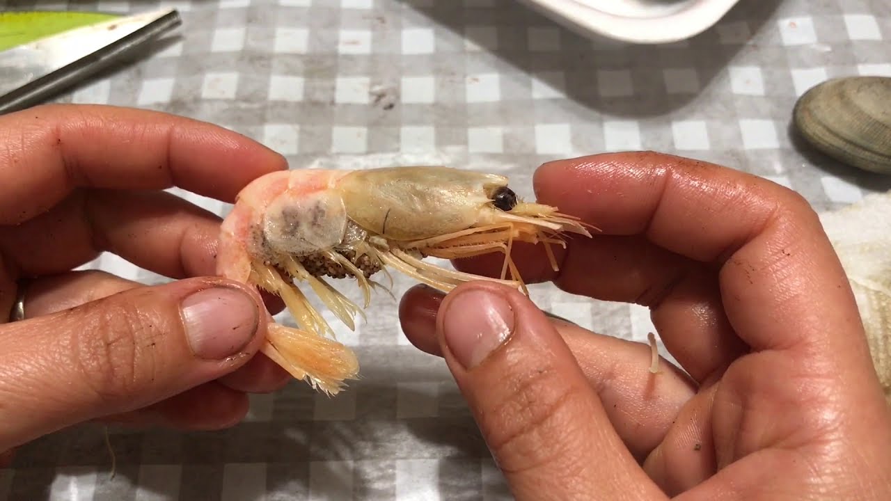Fresh shrimp dissection - YouTube