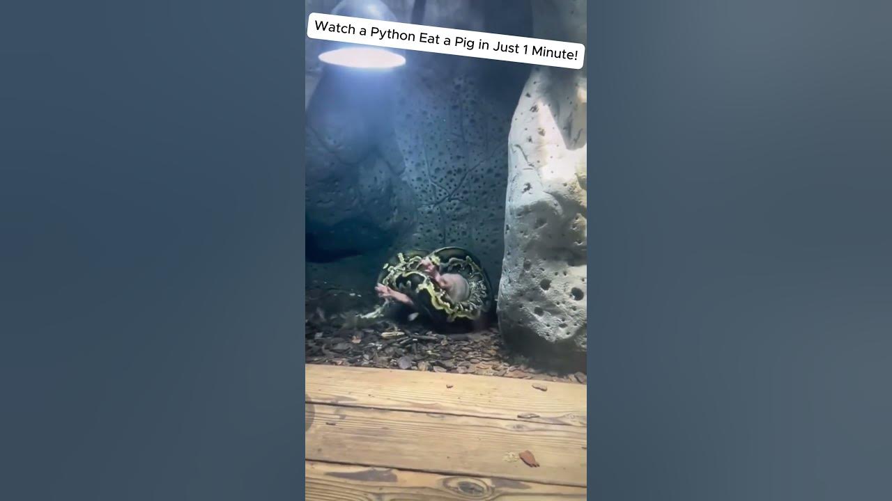 Watch a Python Eat a Pig in Just 1 Minute! #snake - YouTube