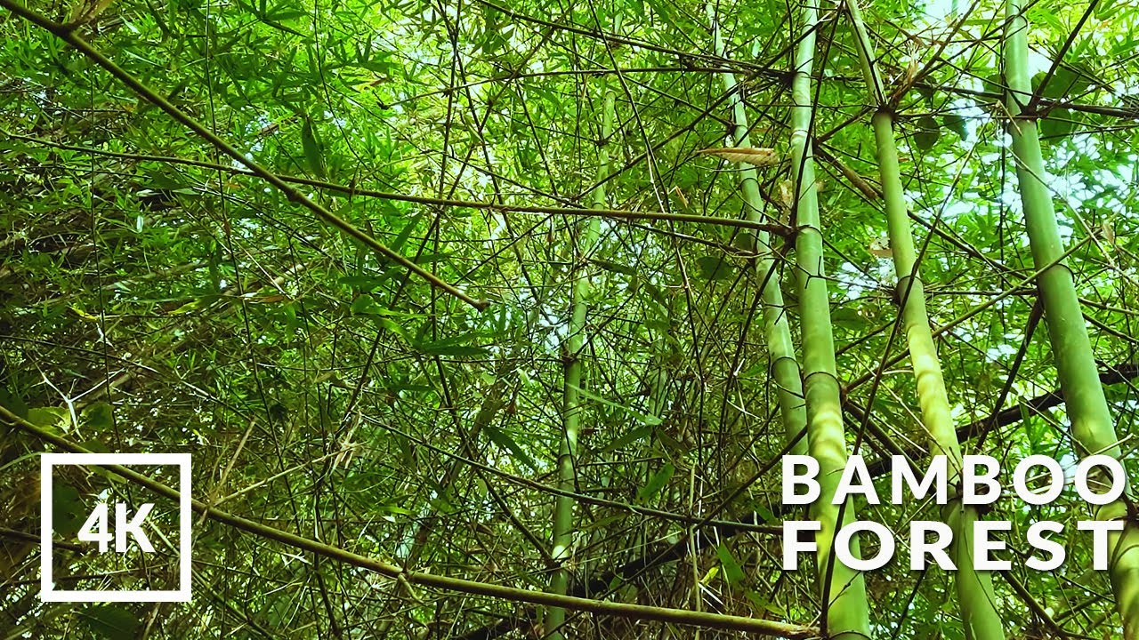 4K Bamboo Forest, Wind & Bird Sounds | White Noise for Sleeping ...