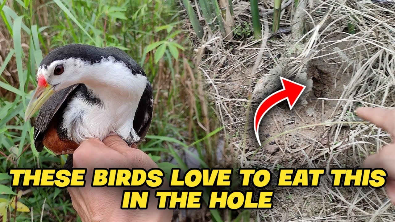 Easy Bird Trap Using Sticks - YouTube