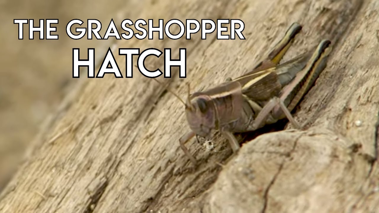 Fishing the Hopper Hatch - Guide Tips - The New Fly Fisher