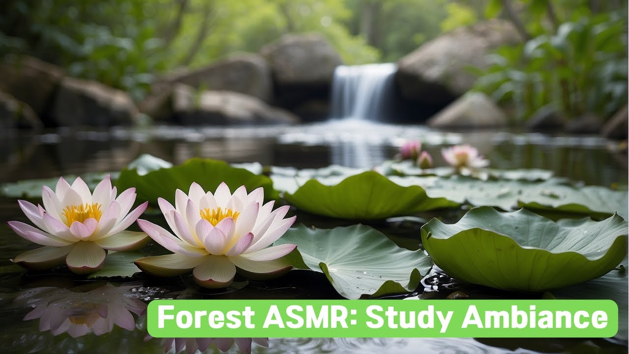 Enhance Your Focus with Forest ASMR: Study Ambiance - YouTube