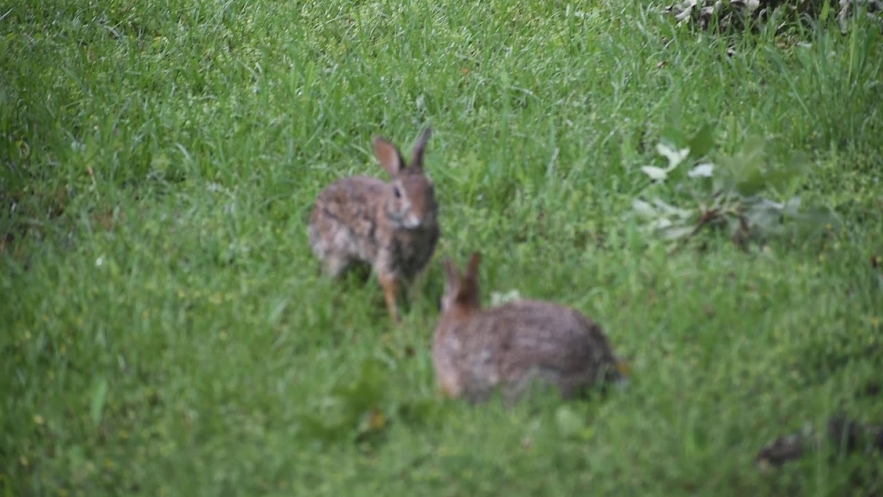 Picture House Photography Jumping wild rabbits 2020 #1 - YouTube