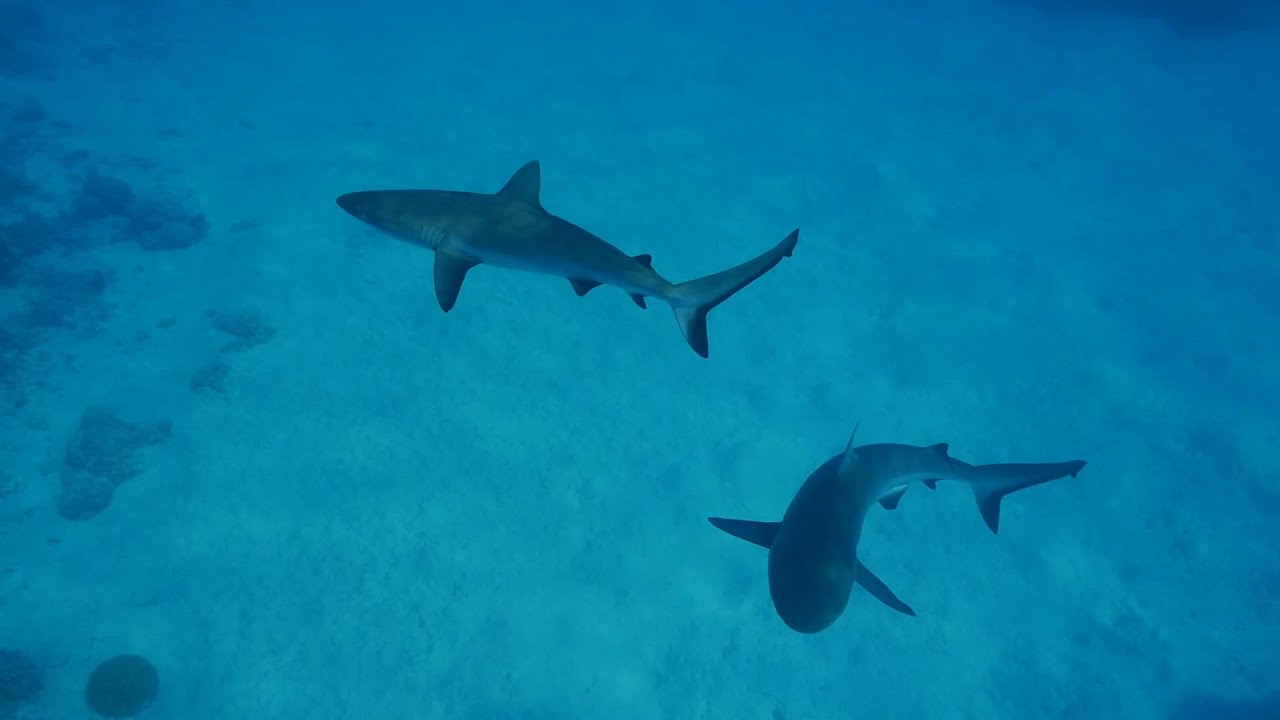 Mangō - Sharks of the Cook Islands - YouTube