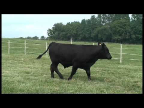 Lot 8 - Just Enuff Style Elmo - YouTube