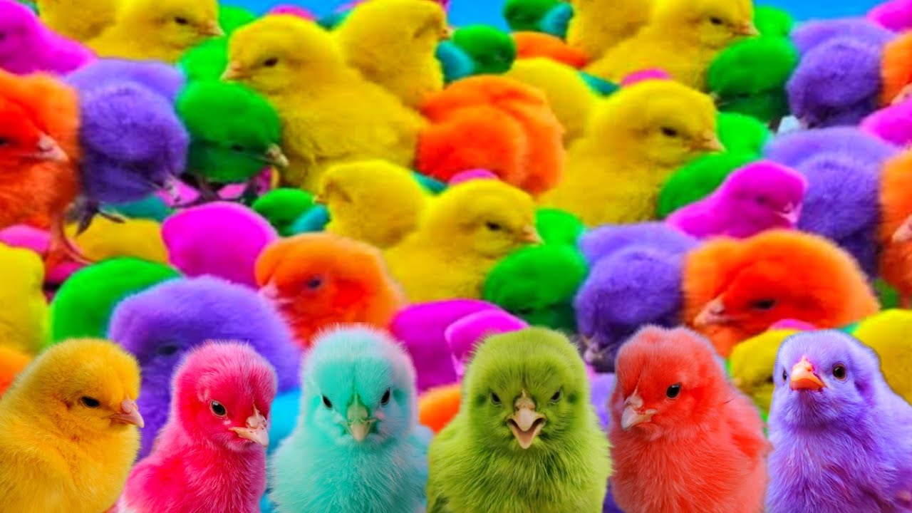 World Cute Chickens, Colorful Chickens, Rainbows Chickens,Cute Ducks ...