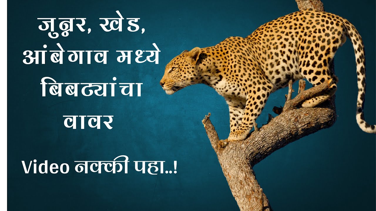 बिबट्या | जुन्नर मद्ये बिबट्यांचा वावर | Leopard Video | bibtya Videos ...