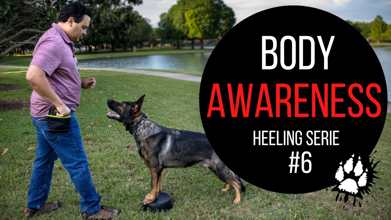 Heeling training | Body awareness | Service dogs training - YouTube