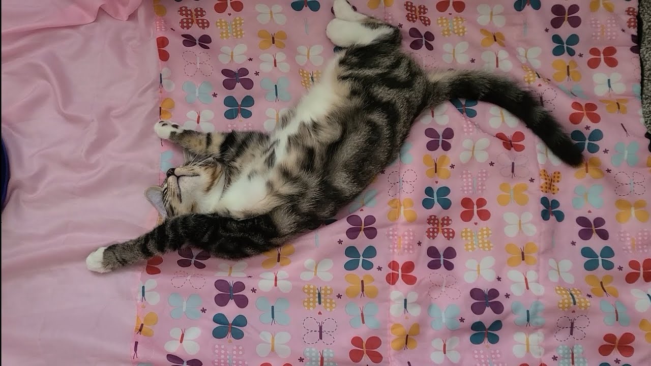 Pretty Kitty 21 - YouTube