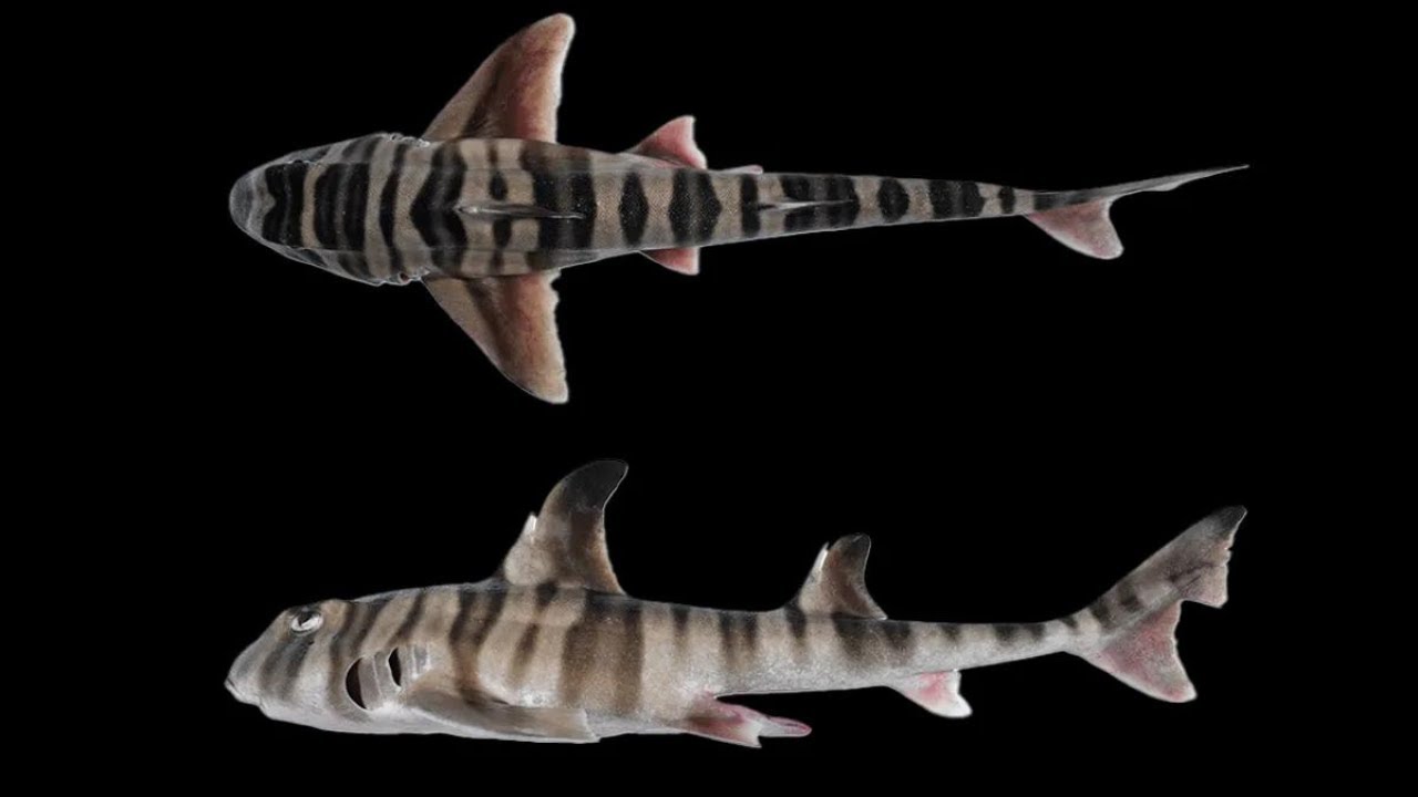 Zebra Bullhead Shark Babies