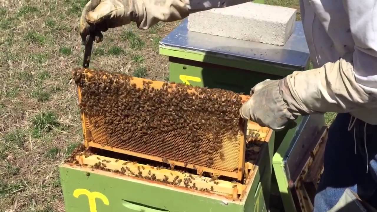 Beekeeper Jeff Burd on a hive without an apivar strip - YouTube