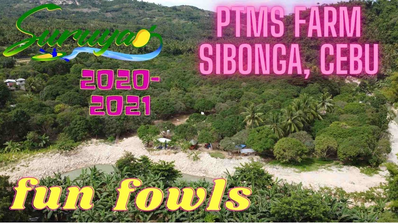 HIDDEN NICE FARM AT SIBONGA CEBU - PTMS SURUYAA FARM (RUNNING RIVER ...