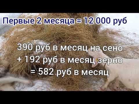 Сколько стоит вырастить козу? Цены на коз, себестоимость, стоимость козлят.