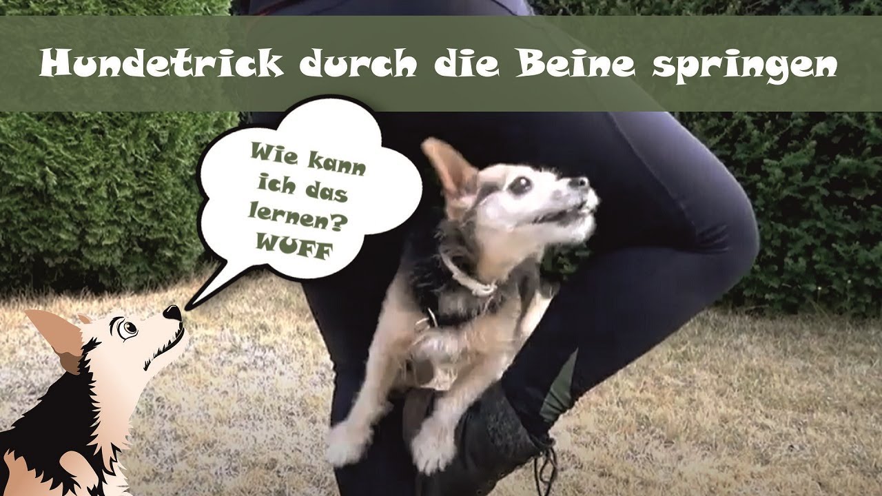 Hundetrick durch die Beine springen beibringen Hund lernt durch die ...