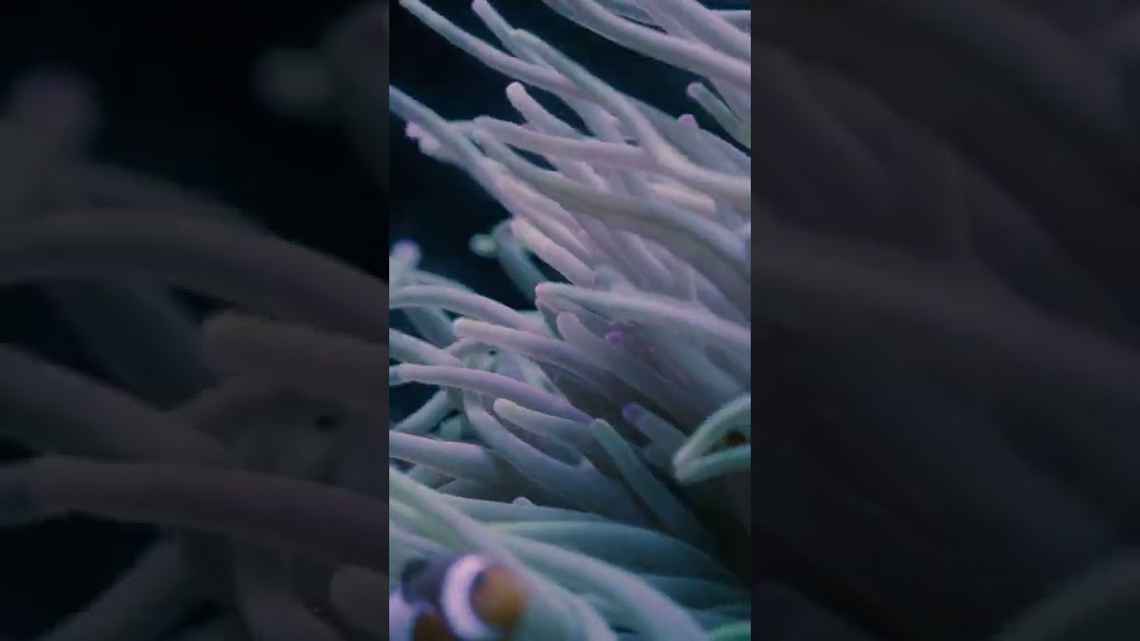 Deep sea clown fish (Nimo Family) - YouTube