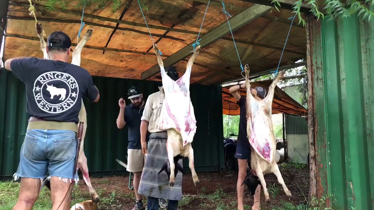 Teaching young and old to farm butcher their own lamb - YouTube