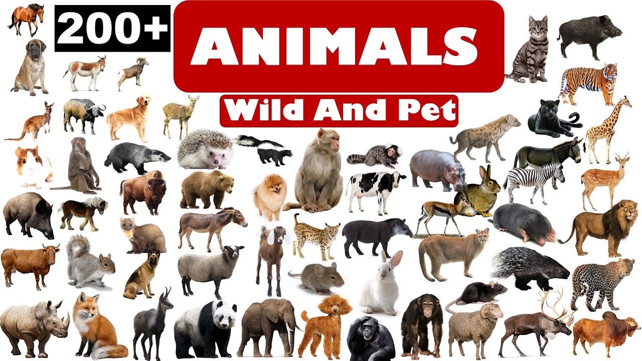 200+ Animals Name In English To Marathi With Pictures | Wild Animals ...