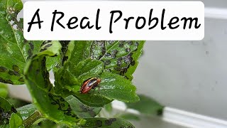 The Four Lined Plant Bug