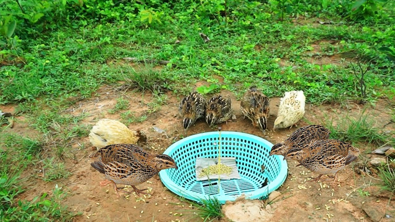 Best Unique Underground Quail Trap Using Basket & Hole (That Trap Work ...