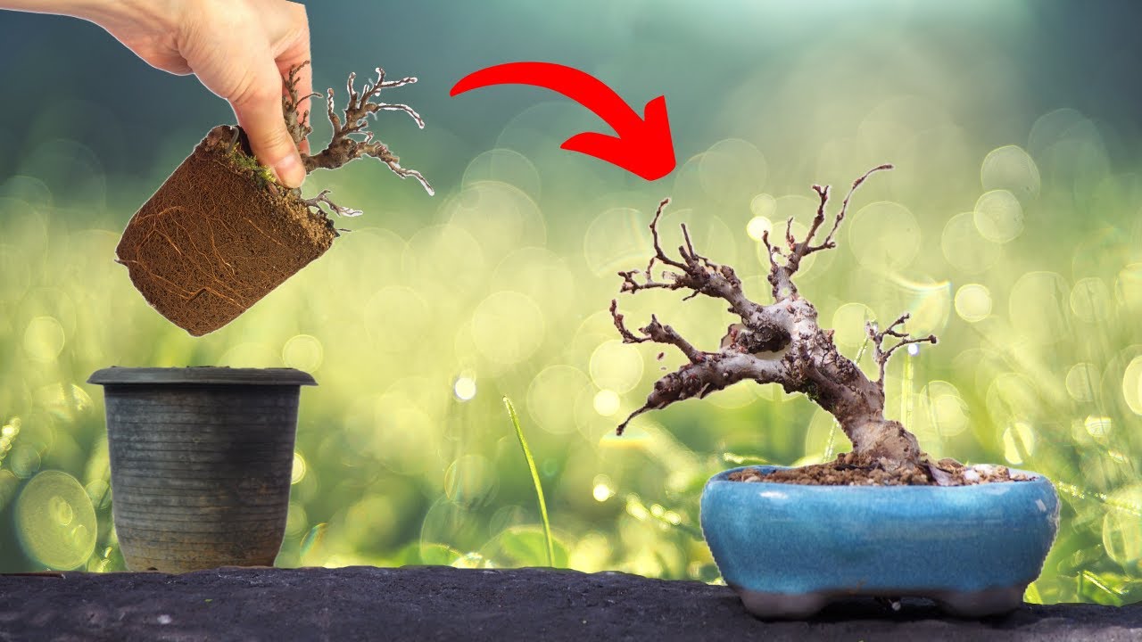 Repotting Chinese Elm Bonsai (Potted Tree to Bonsai Transformation ...
