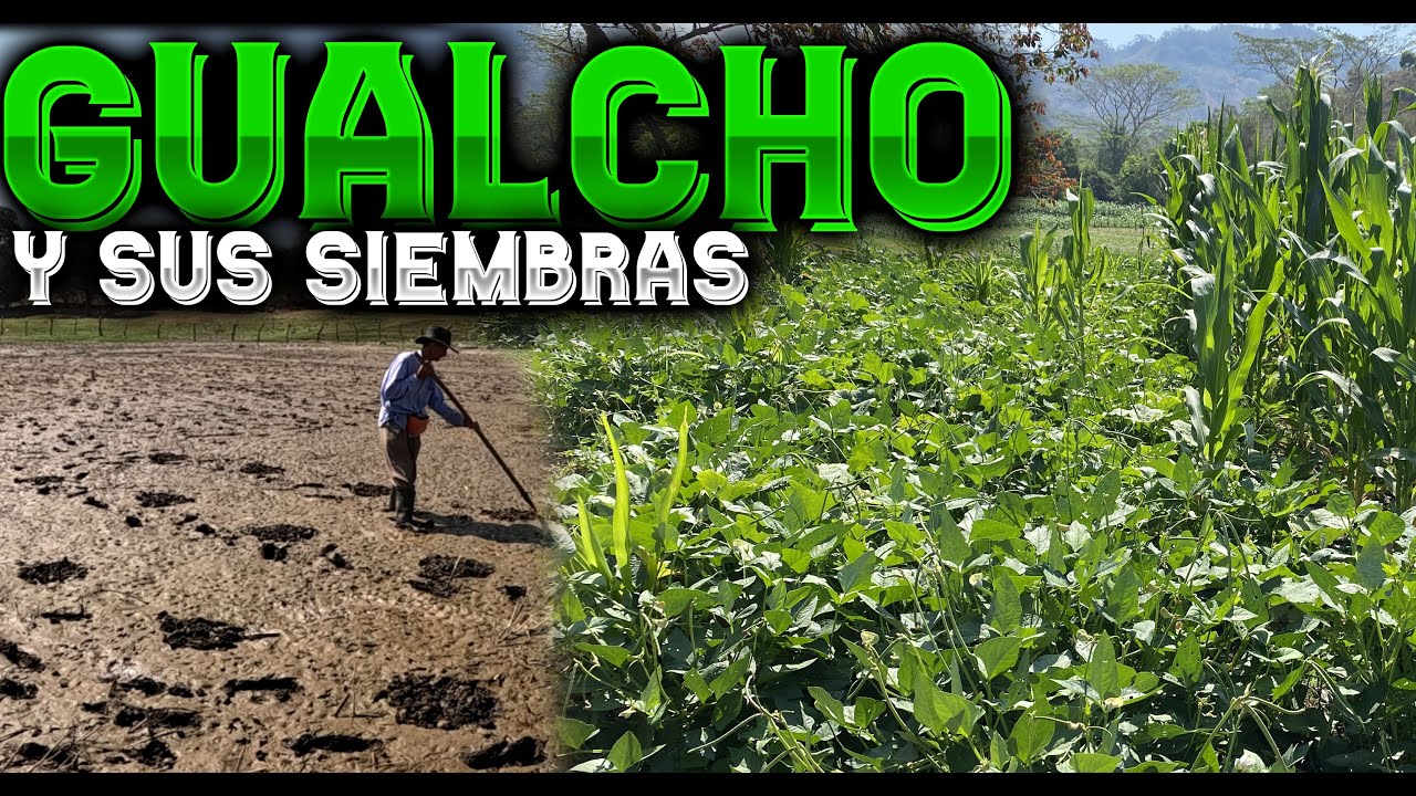 Los sembradillos a las orillas del Lago Suchitlan En Gualcho ...