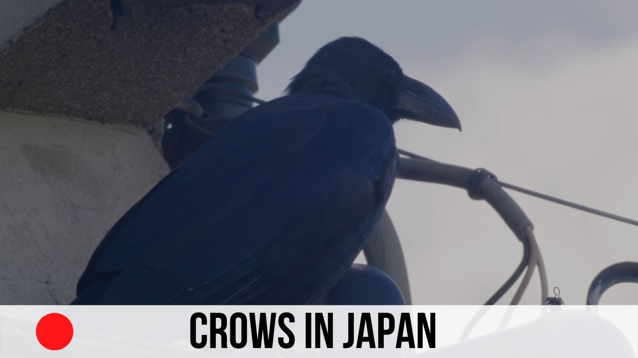 Crows In Japan - Mini Documentary - YouTube