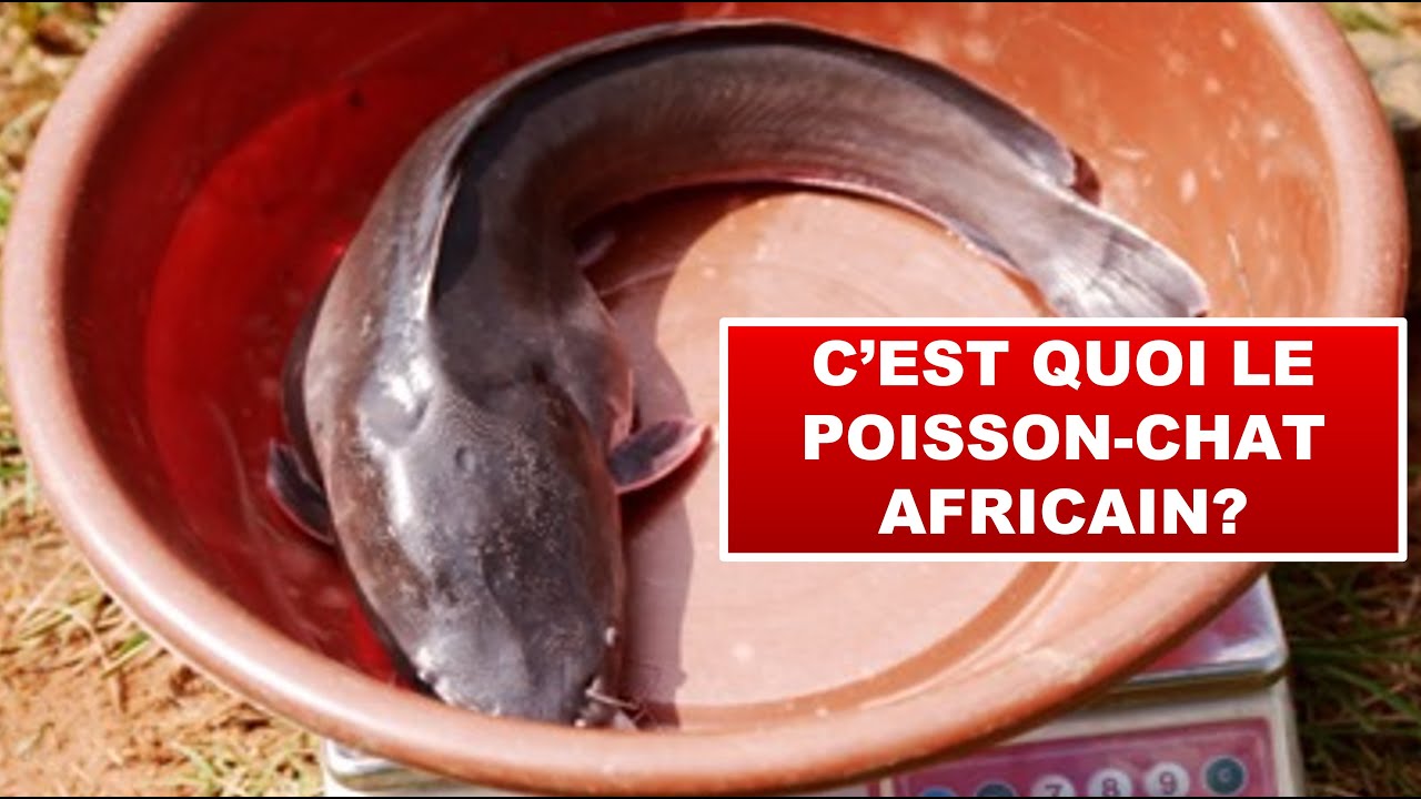 C'est quoi le poisson-chat Africain? - YouTube