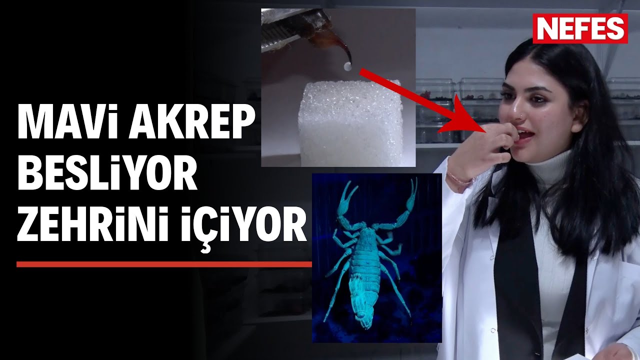 Kadın girişimci 3 bin adet mavi akrep yetiştiriyor - YouTube
