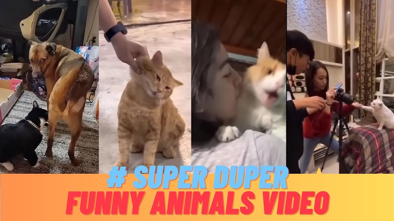 #SUPER DUPER FUNNY ANIMALS - YouTube