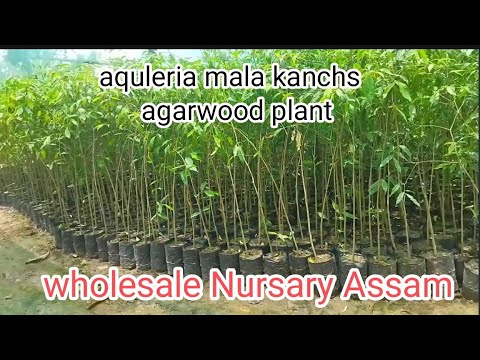 #aqularia mala kanch#agarwood plant plantation# wholesale nursery Assam ...