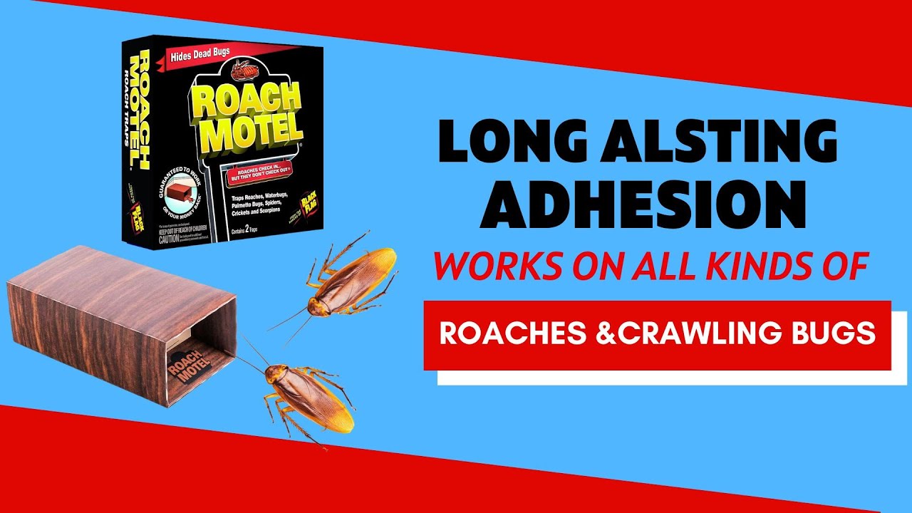 Black Flag Roach Motel - Is it Really Effective Against Cockroaches ...