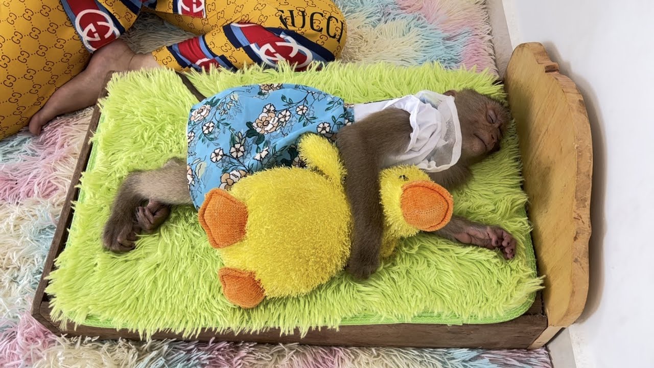 Monkey Jessy cuddle duckling to sleep soundly. - YouTube
