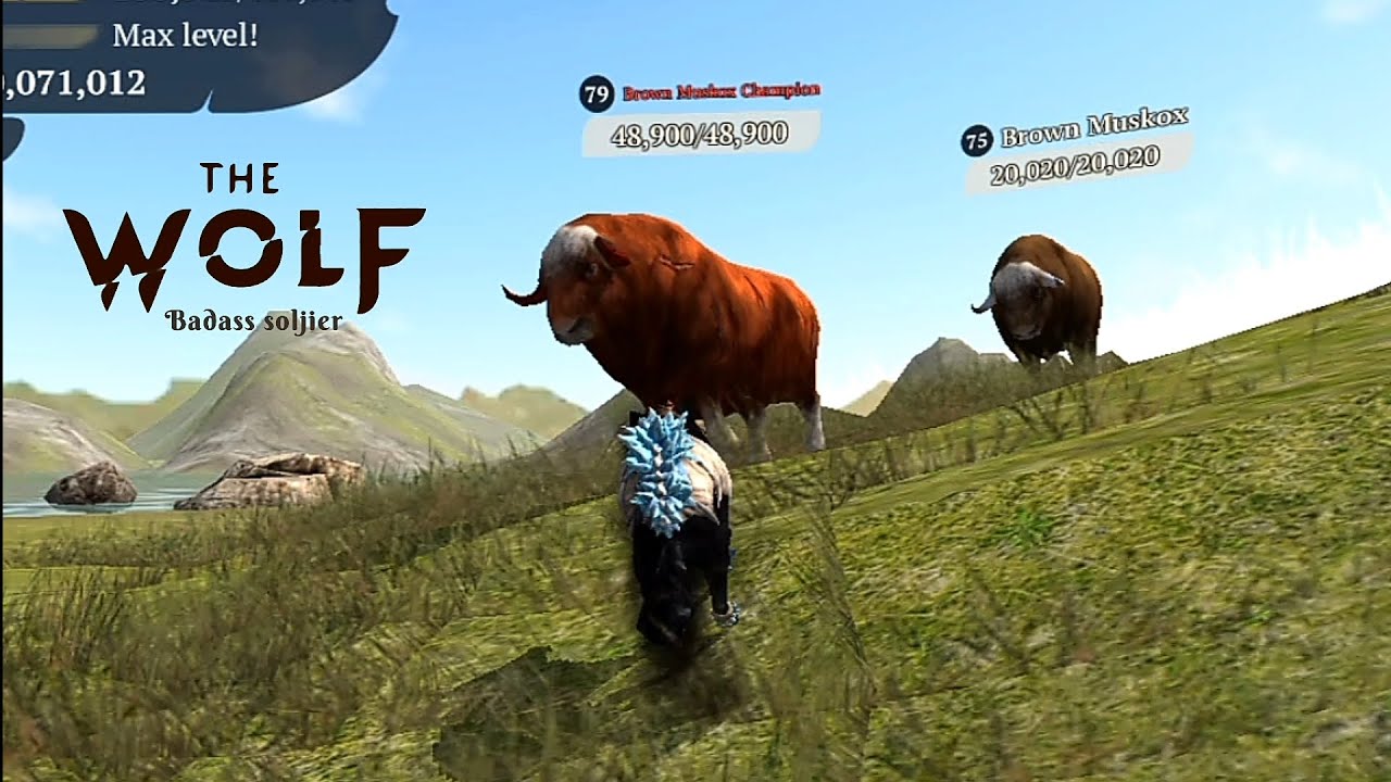 the wolf - Brown ox champion is soft but good gems #thewolf - YouTube