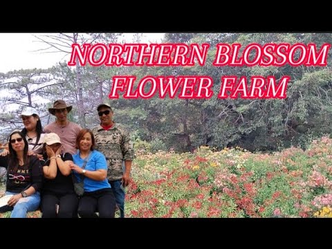EXPLORE THE BEAUTY OF NORTHERN BLOSSOM FLOWER FARM - YouTube