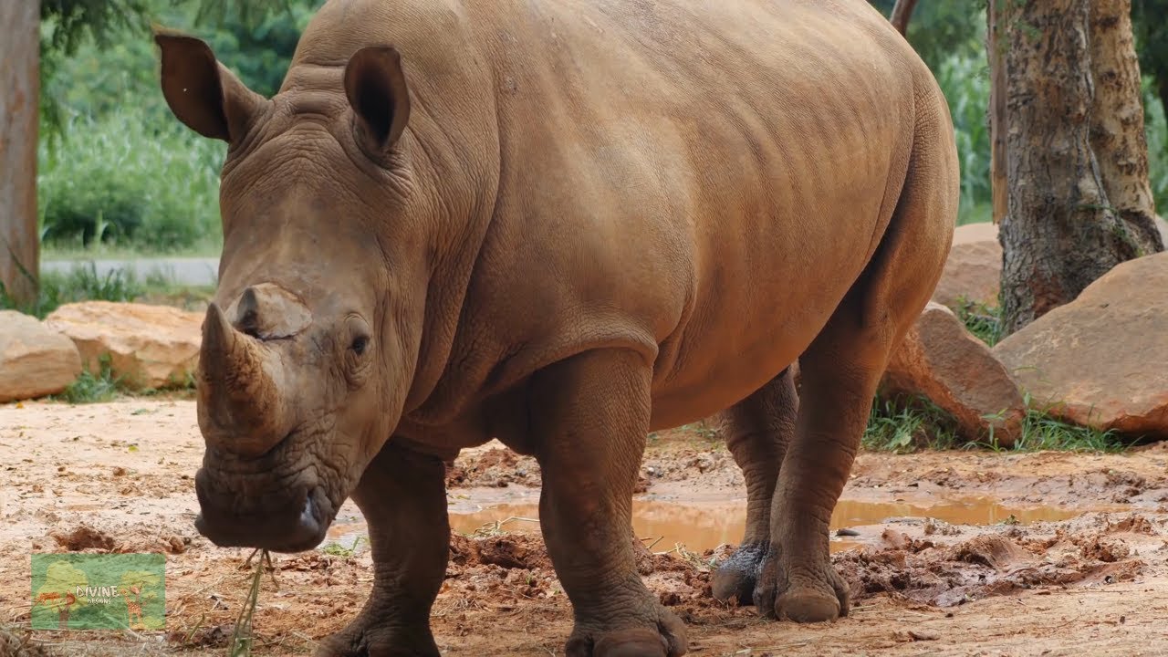 Rhinos: Power, Purpose And God's Design | Divine Designs - YouTube
