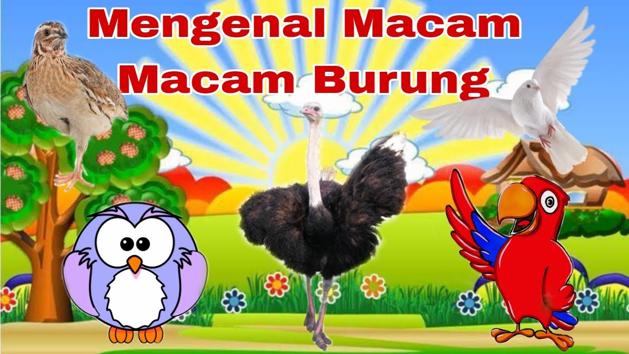 Mengenal Macam-macam Burung - YouTube
