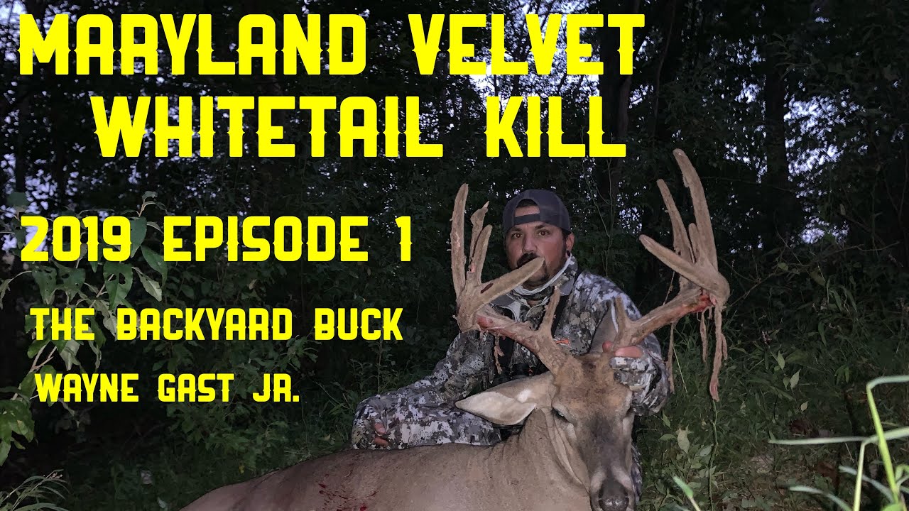 Bowhunting Maryland whitetail deer. Mathews archery and grim reaper ...