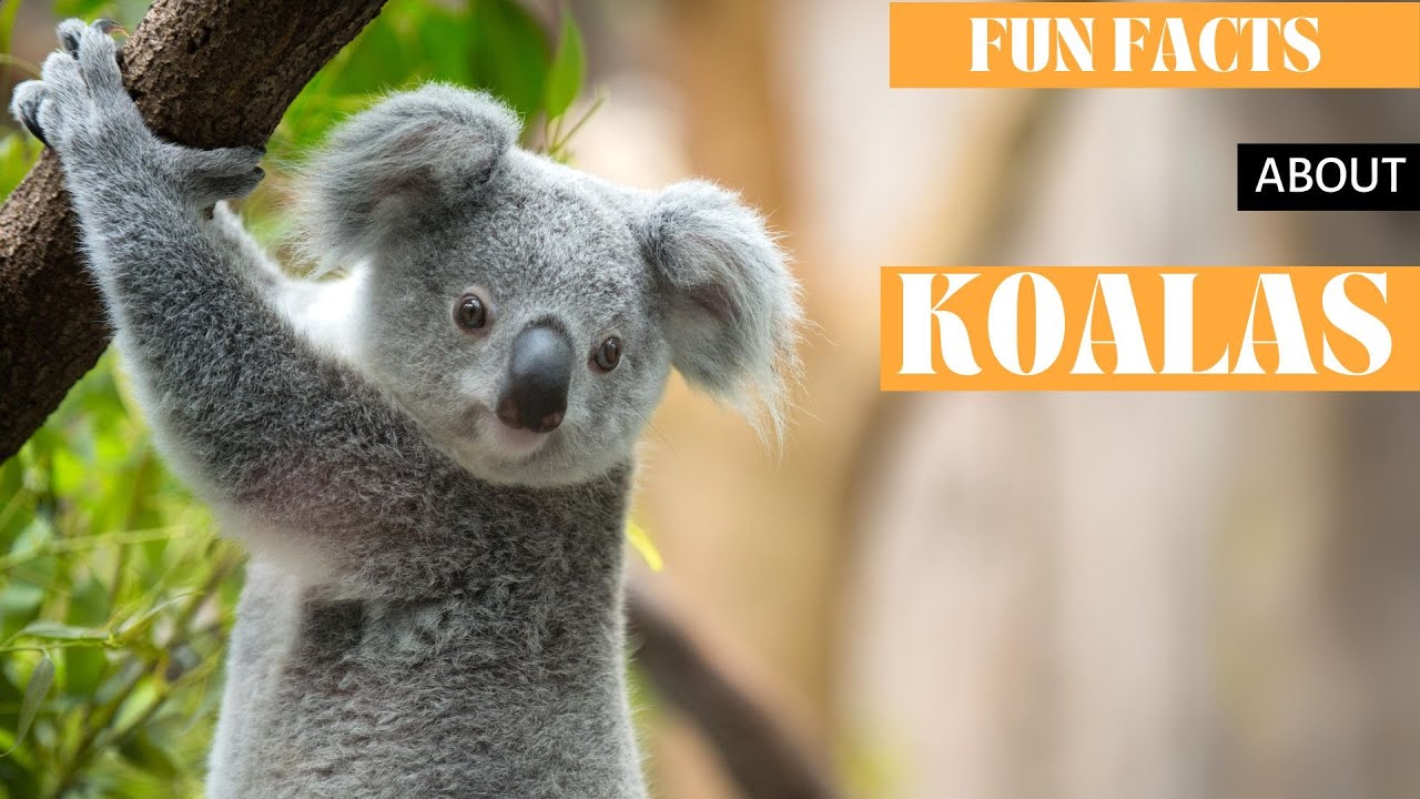 Adorable Fun facts about Koalas | #wildlifeeducation #funfacts - YouTube