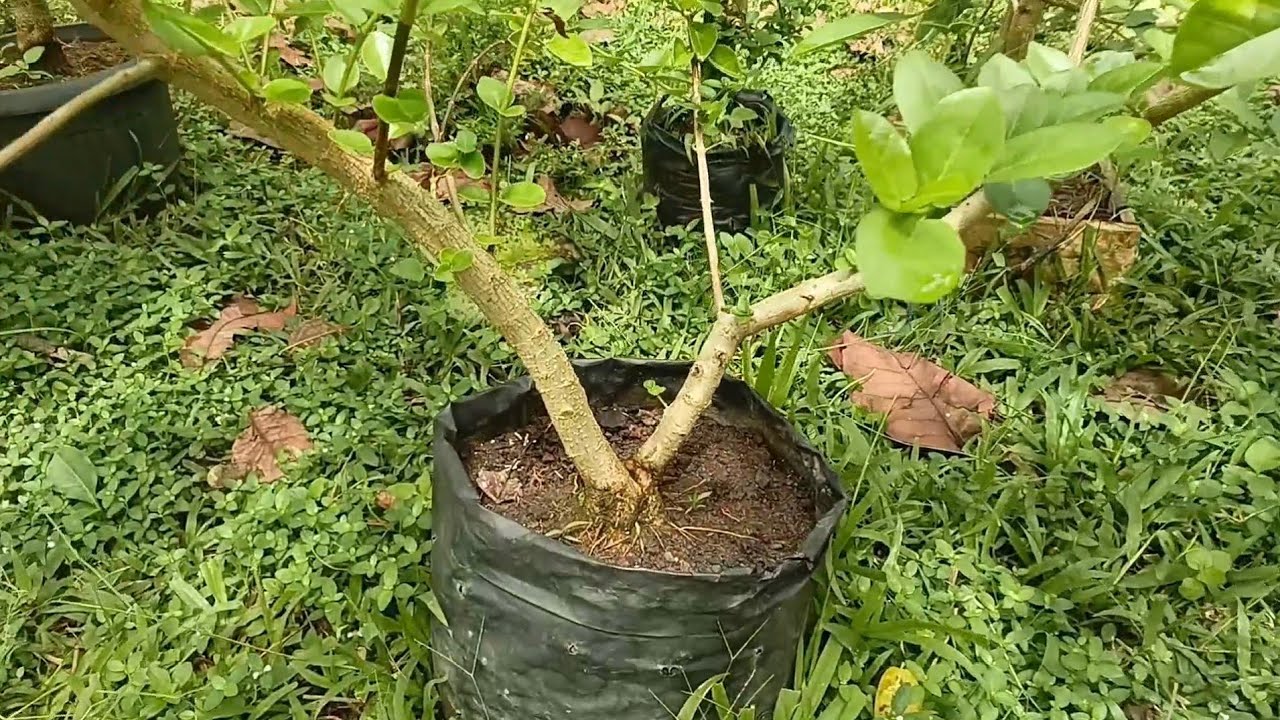 Tahapan Membuat Bonsai Sancang Mame Bogel - YouTube