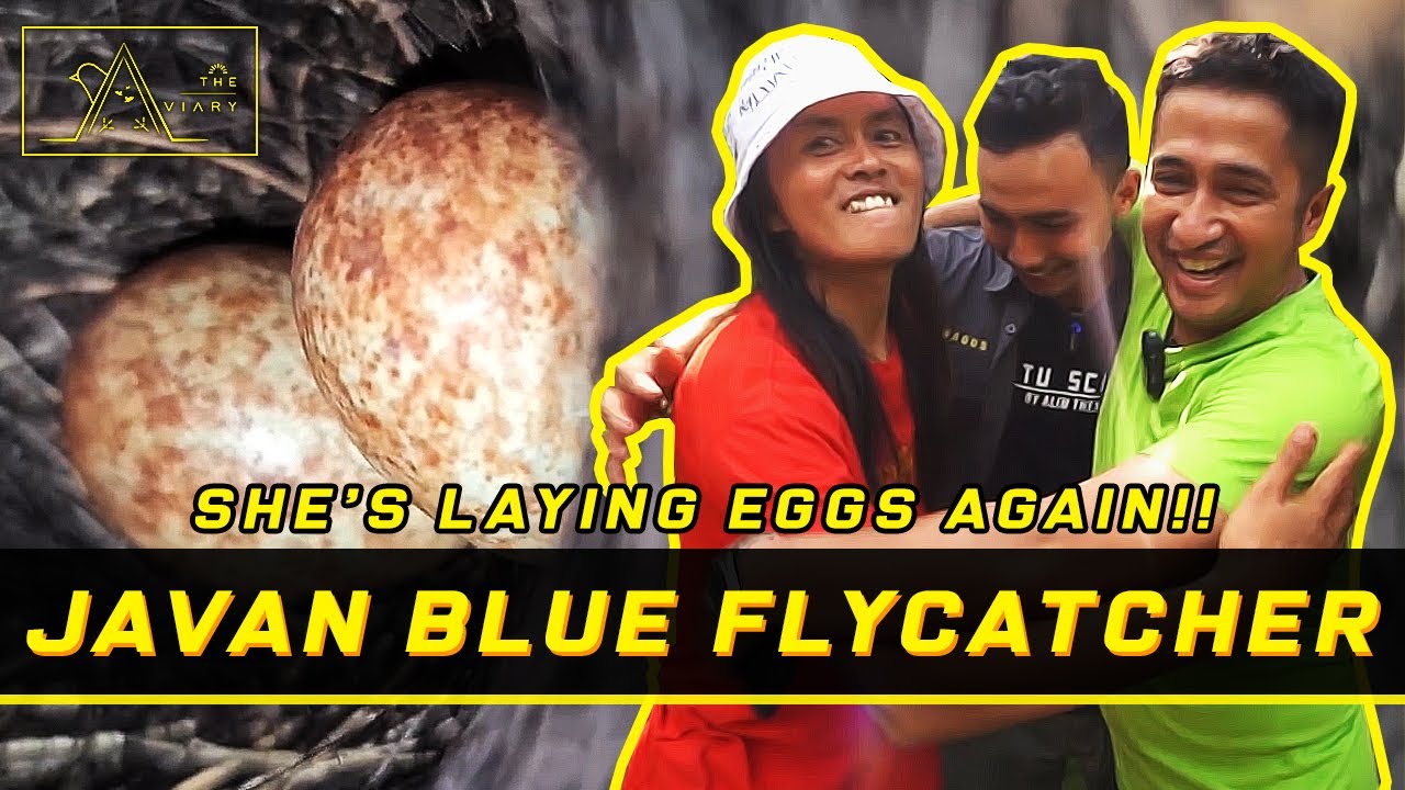 73rd Eps - Once Again, The Javan Blue Flycatcher laying 2 Eggs! - YouTube