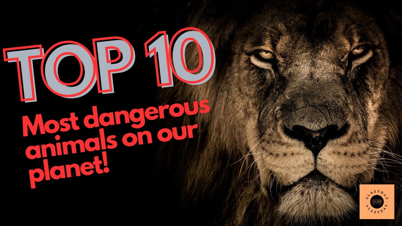 10 Most Dangerous Animals On The Planet - YouTube