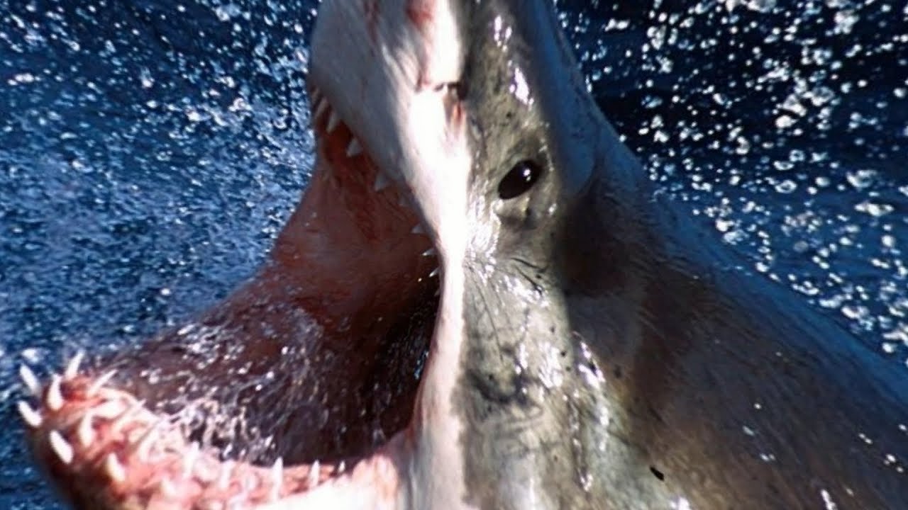 SHARK ATTACK FOOTAGE ( I SHAT MYSELF ) - YouTube