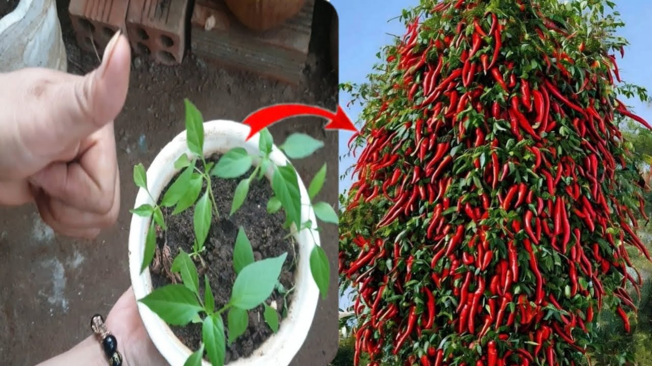 How to plants Chilli Tree from seeds:| Growing Chilli Tree with Aloe ...