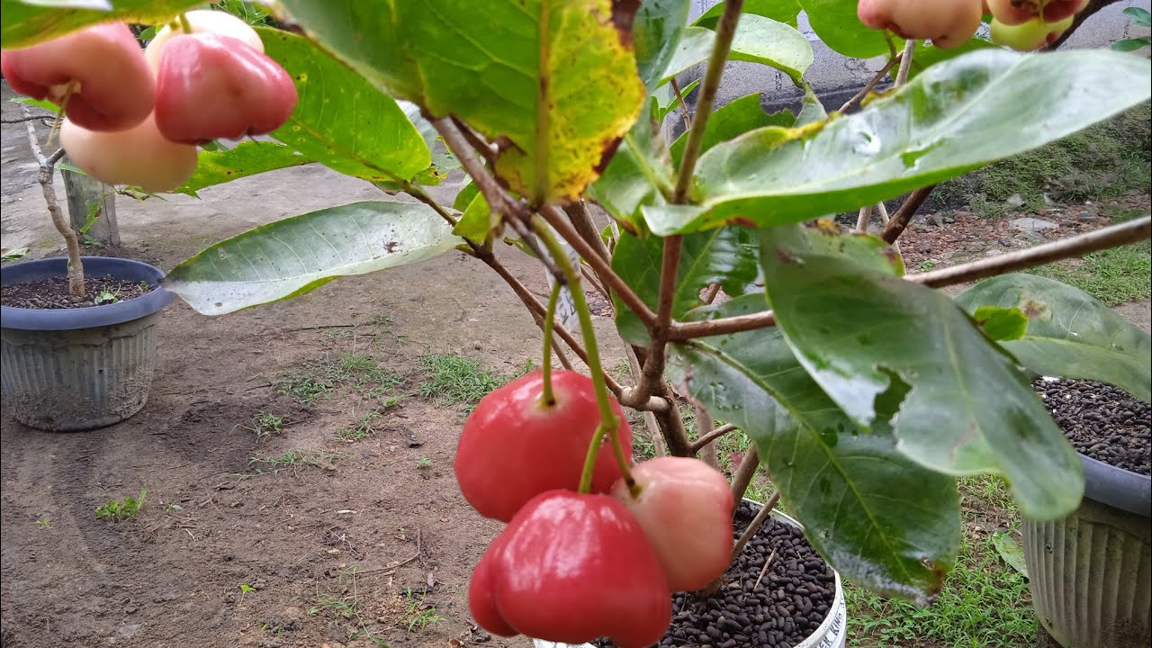 JAMBU BLACK KINGKONG BERBUAH : yadi bunga - YouTube