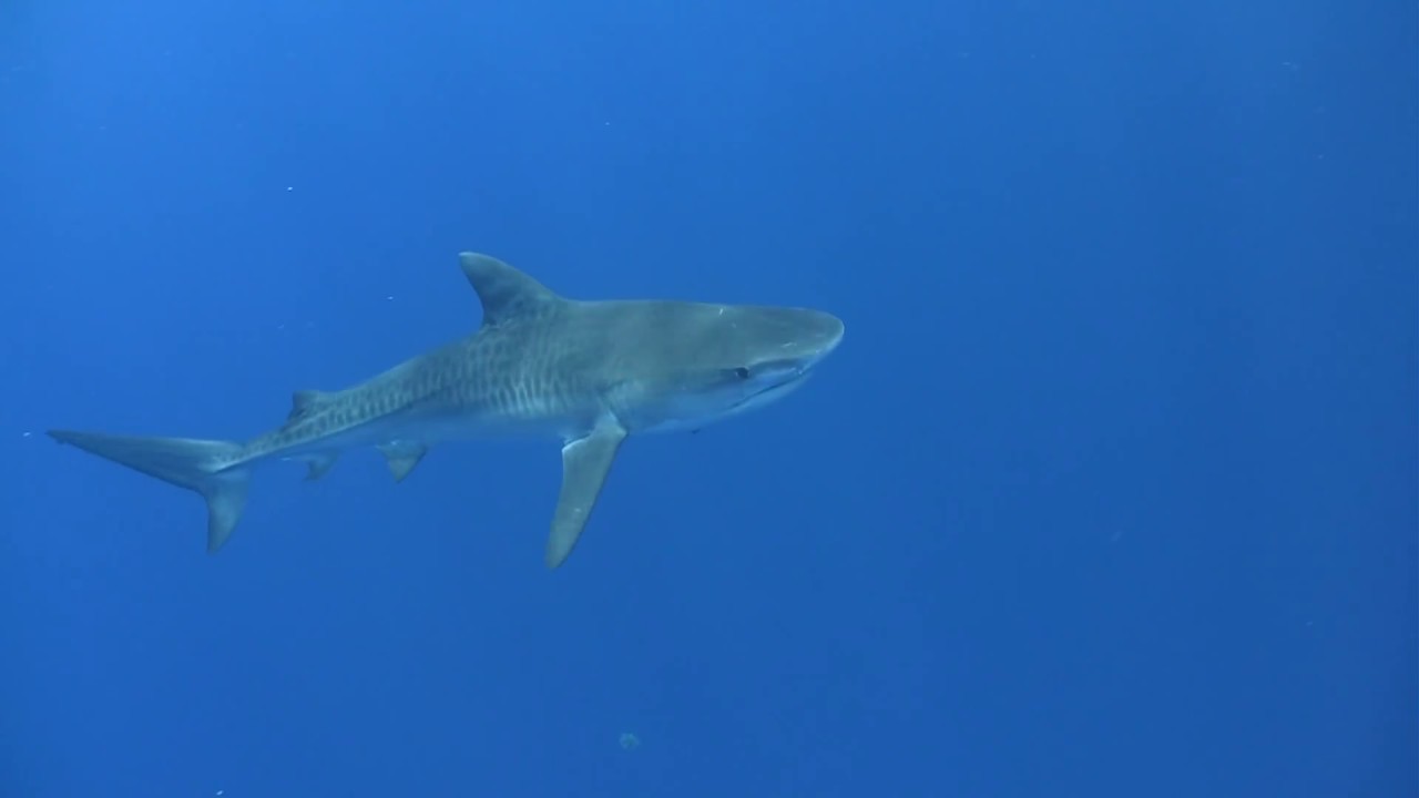 Tiger Shark at Harbour Island,Bahamas - YouTube
