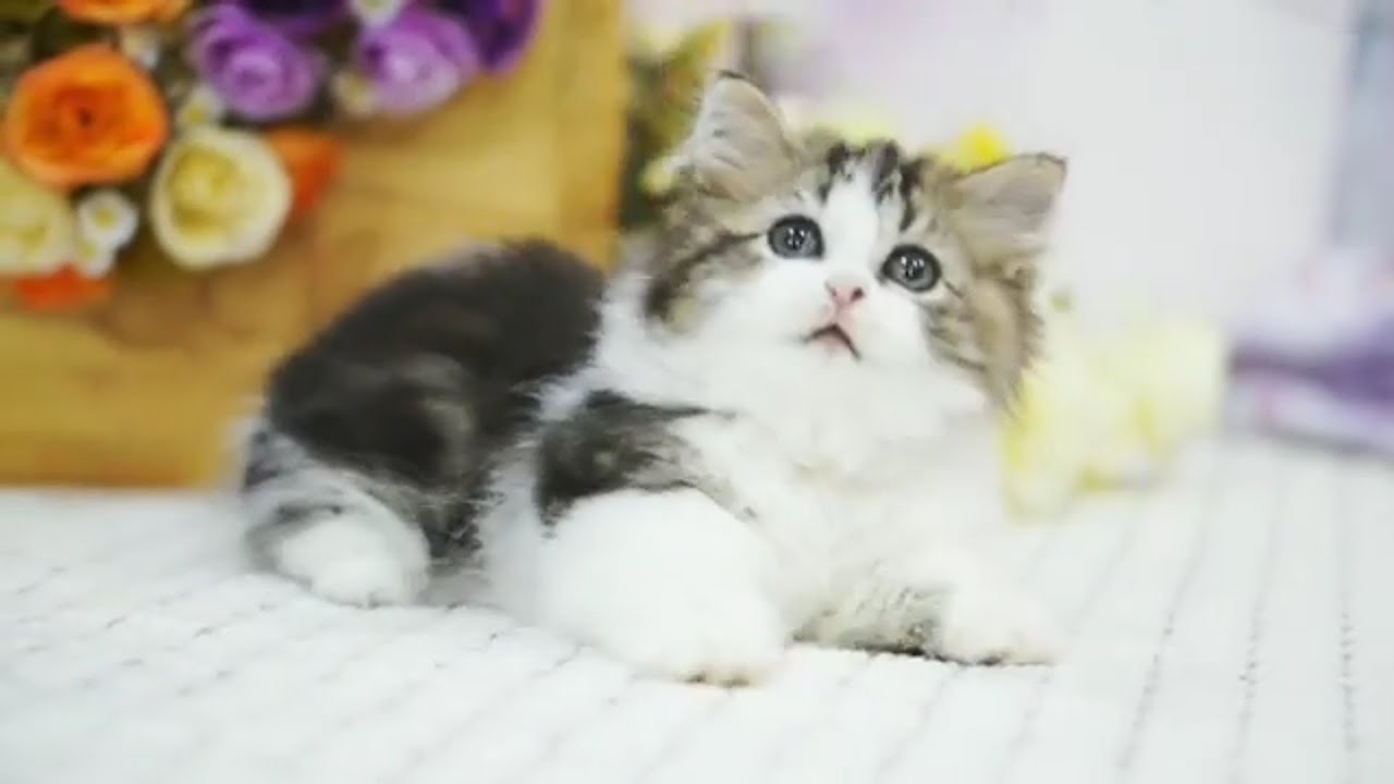 Cats Kittens So Cute Baby Cat Playing Video Compilation #CatsKittens 66 ...
