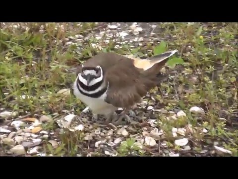 Killdeer Broken Wing Dance - YouTube