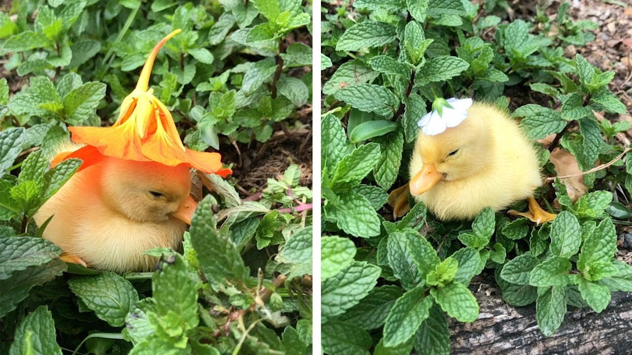 Sleepy Ducklings Have Adorable Flower Hats - YouTube