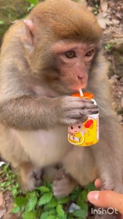 Funny Monkey drinking juice🙈 #shorts #funny #cutosniya - YouTube